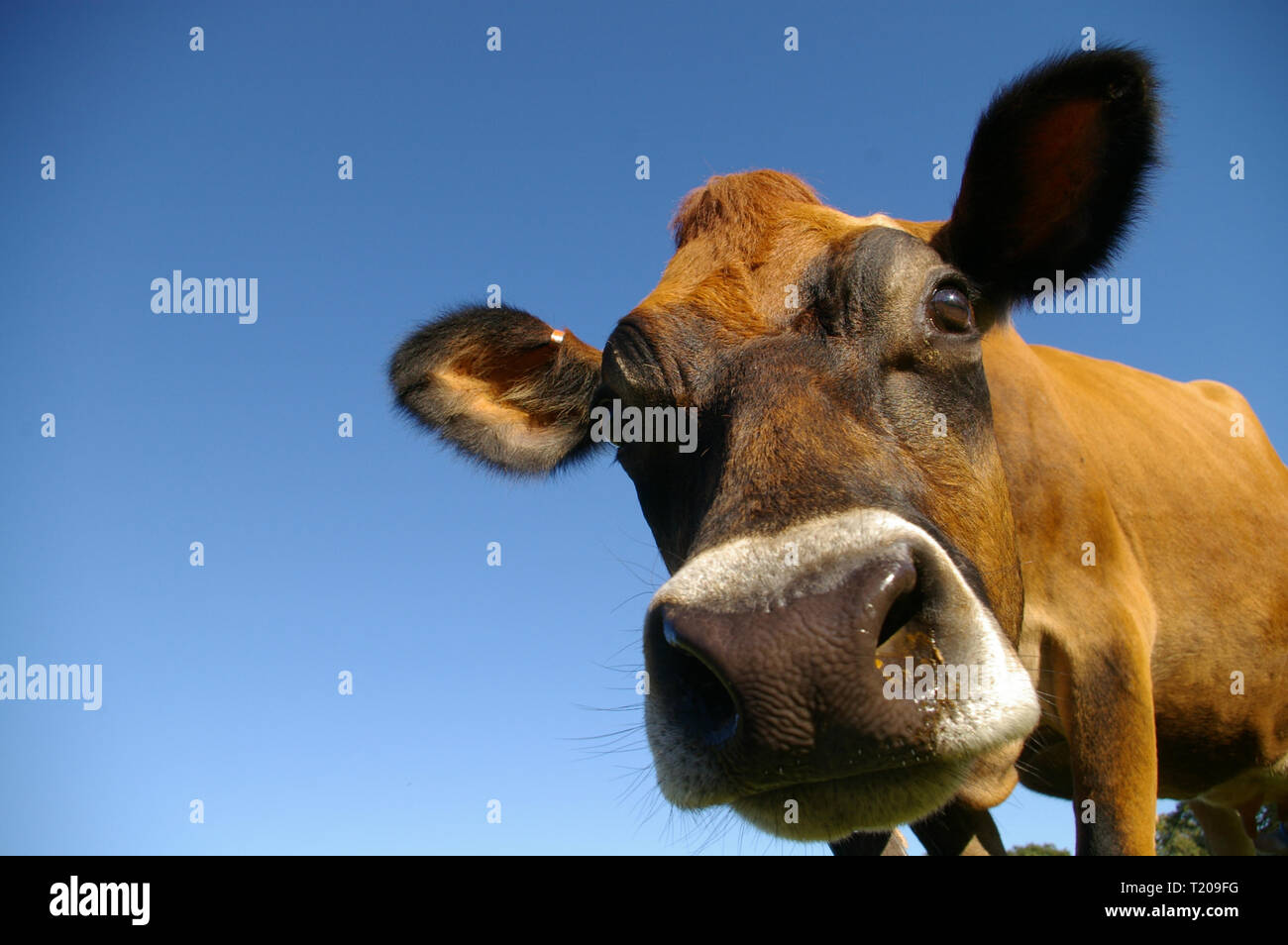 Nosey cows hi-res stock photography and images - Alamy