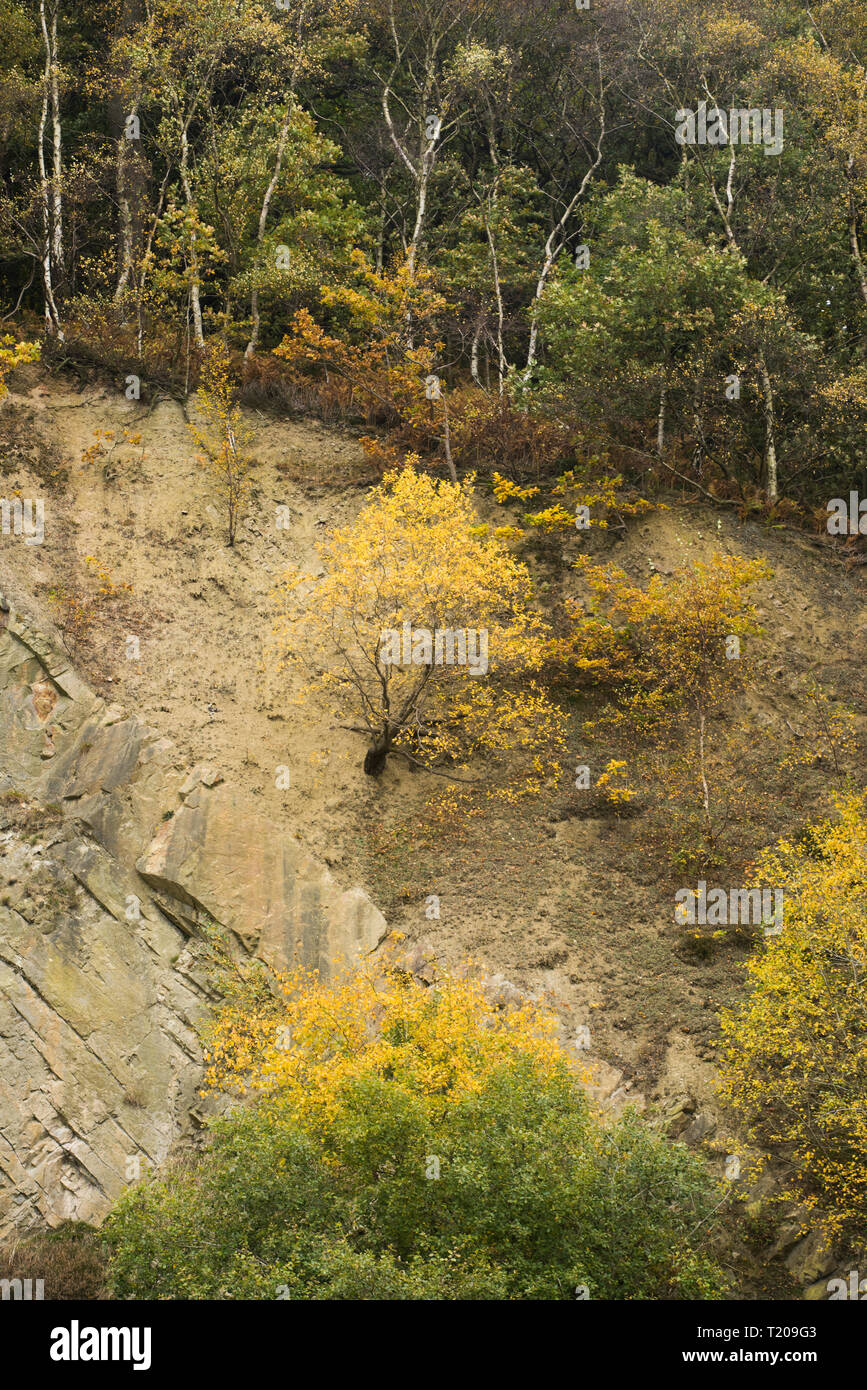 Woodland on The Ercall and around Ercall Quarry beside The Wrekin ...