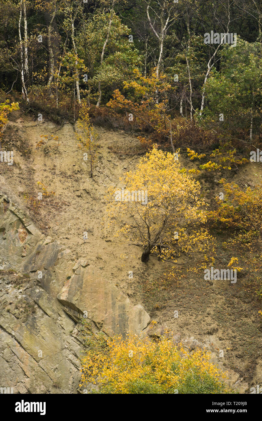 Woodland on The Ercall and around Ercall Quarry beside The Wrekin ...