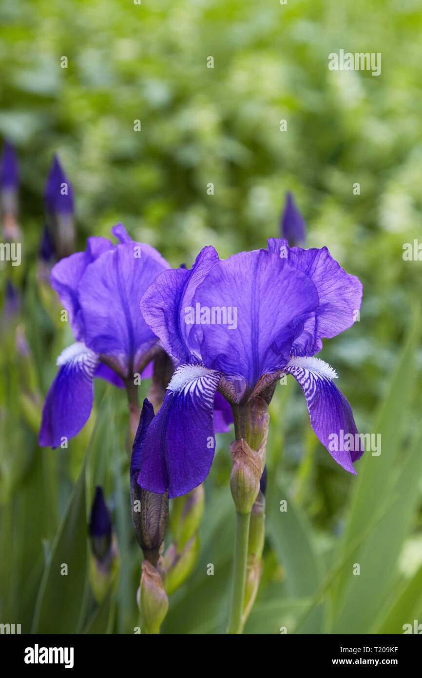 Violet-blue flowers of bearded iris (Iris germanica) on a green ...