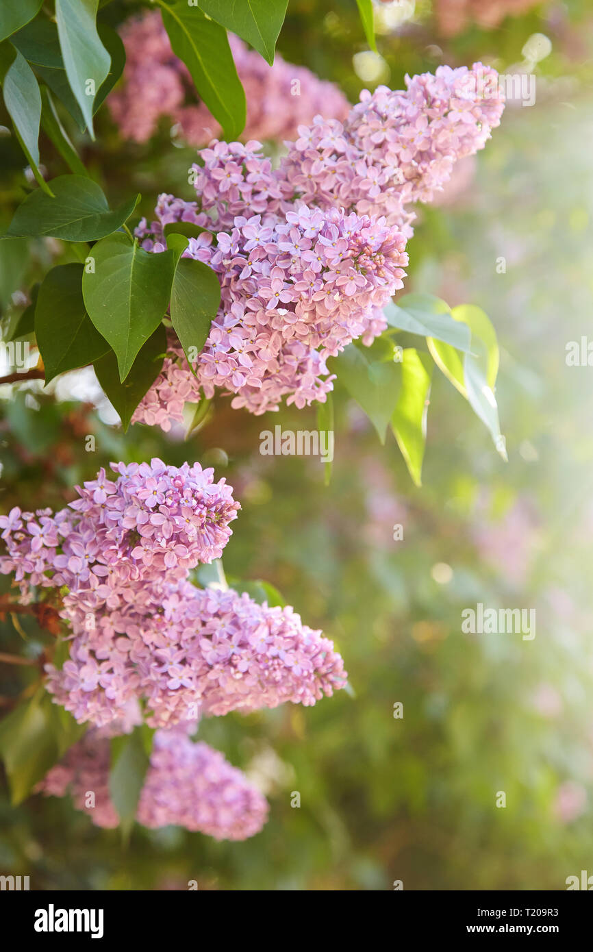 Lilac. Lilacs, syringa or syringe. Colorful purple lilacs blossoms with ...