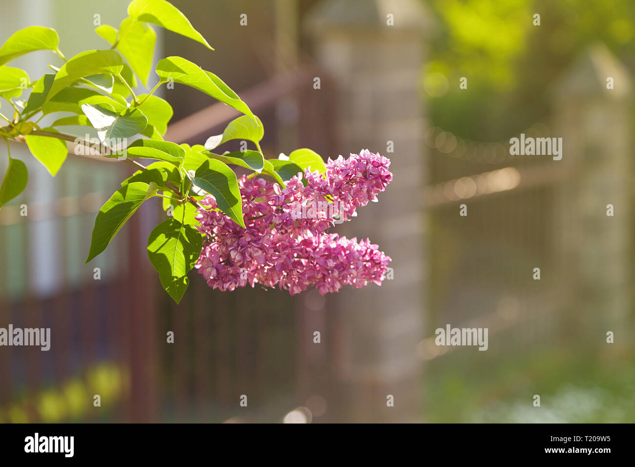 Lilac. Lilacs, syringa or syringe. Colorful purple lilacs blossoms with ...