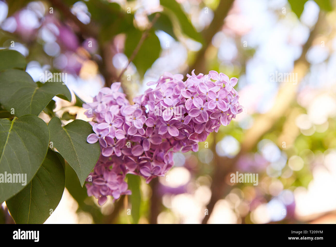 Lilac. Lilacs, syringa or syringe. Colorful purple lilacs blossoms with ...