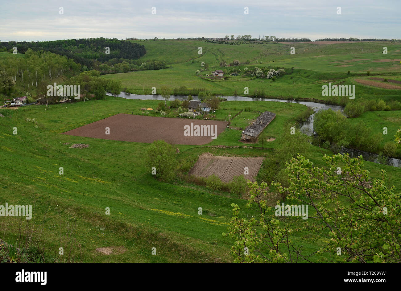 Ukrainian landscape in spring. Fields covered with green grass on the ...
