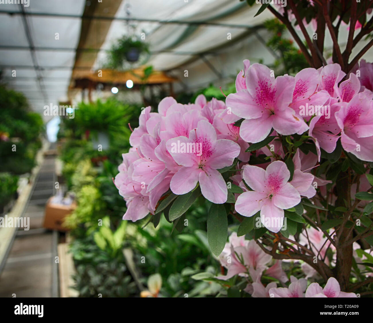Colorful Spring Flowers in Gwangju , Jeollado, South Korea, Asia Stock ...