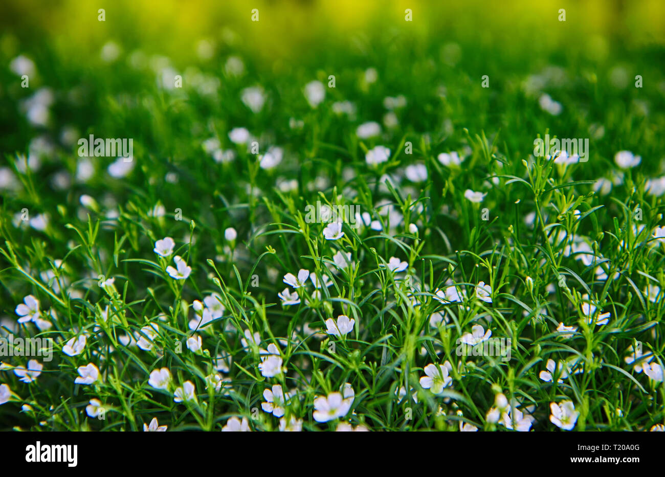 Colorful Spring Flowers in Gwangju , Jeollado, South Korea, Asia Stock ...