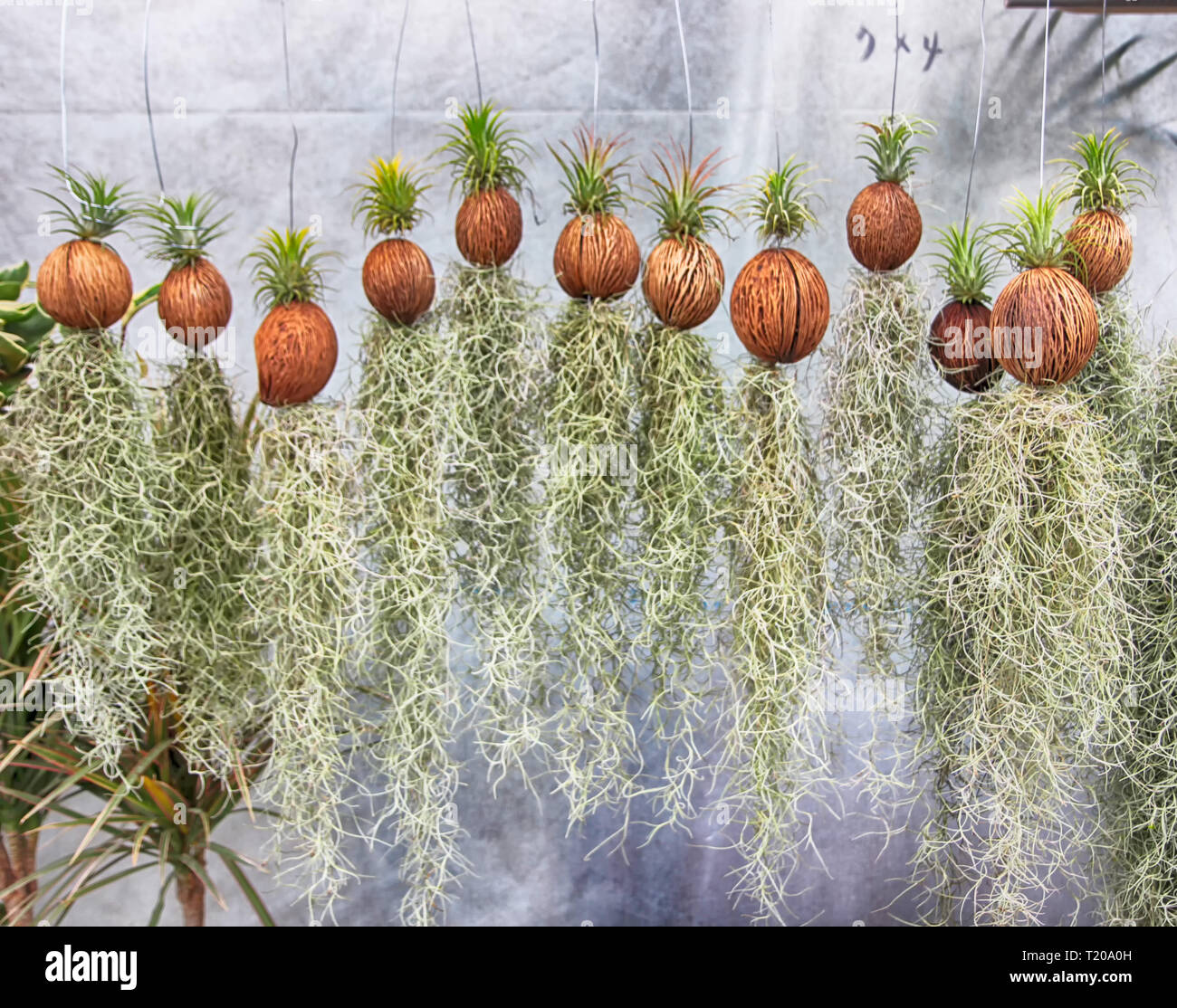 Colorful Spring Flowers in Gwangju , Jeollado, South Korea, Asia Stock ...