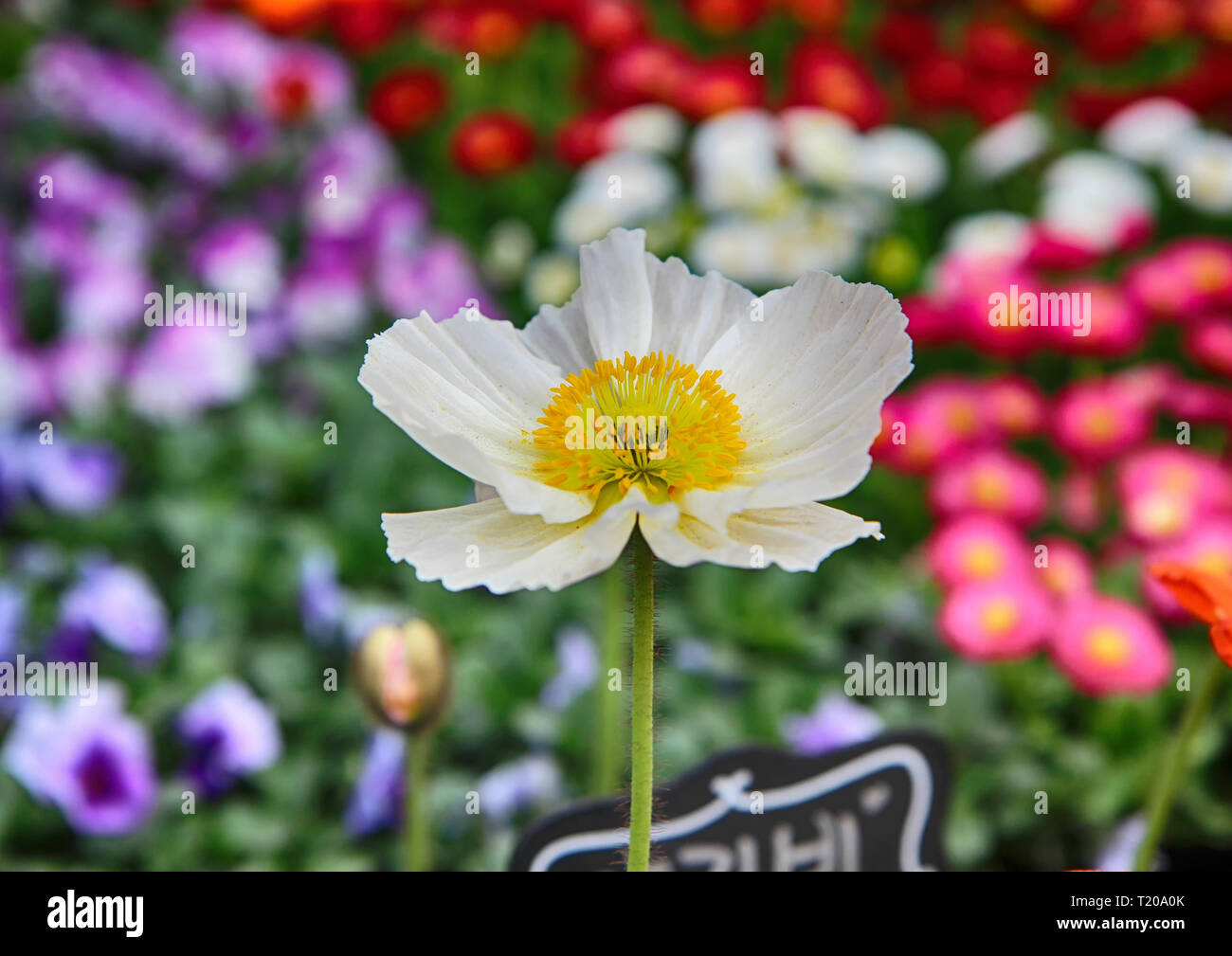 South korean flowers hi-res stock photography and images - Alamy