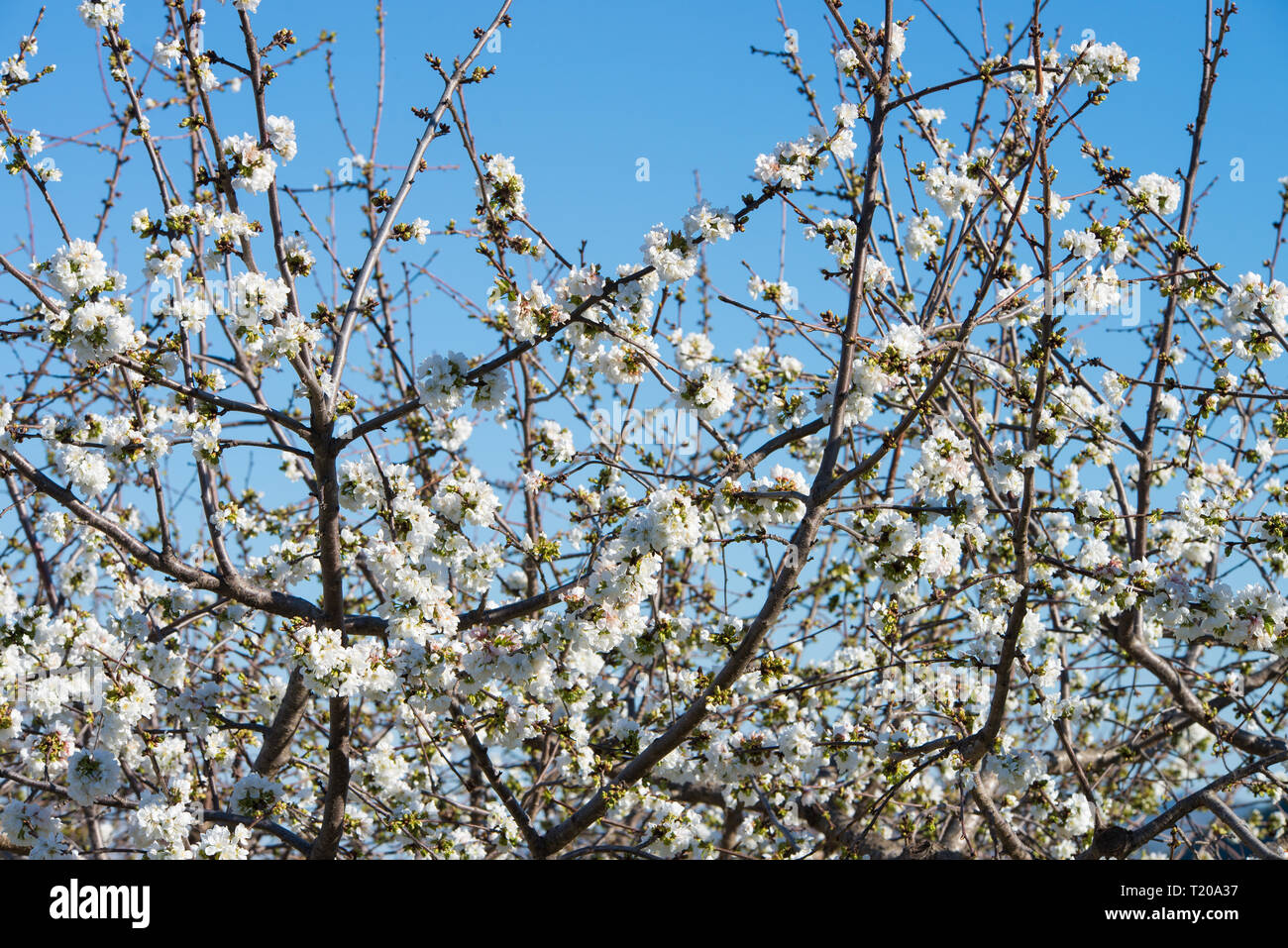 Cherry tree blossom on Costa Blanca, Alicante, Spain Stock Photo - Alamy