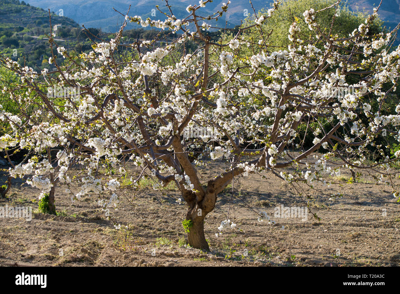 Cherry tree blossom on Costa Blanca, Alicante, Spain Stock Photo - Alamy