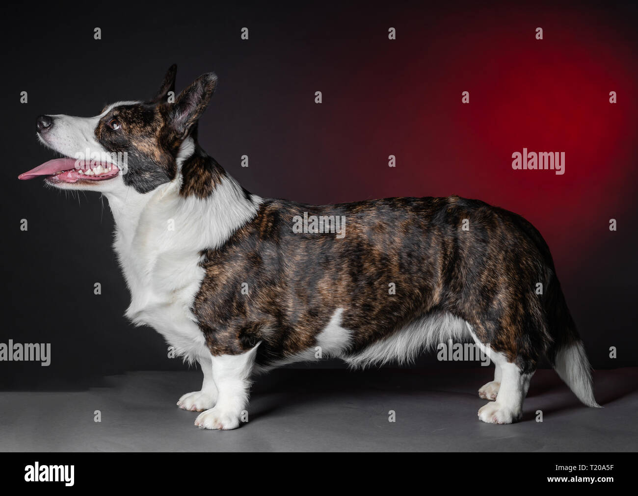 Beautiful corgi dog standing, side view, dark background, studio Stock ...