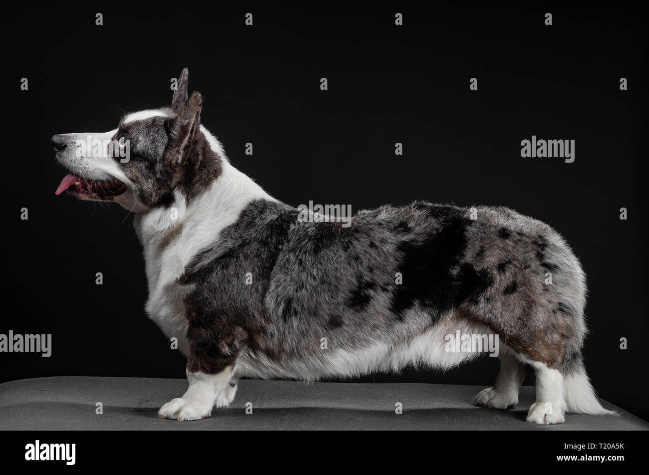 Beautiful corgi dog standing, side view, dark background, studio Stock ...