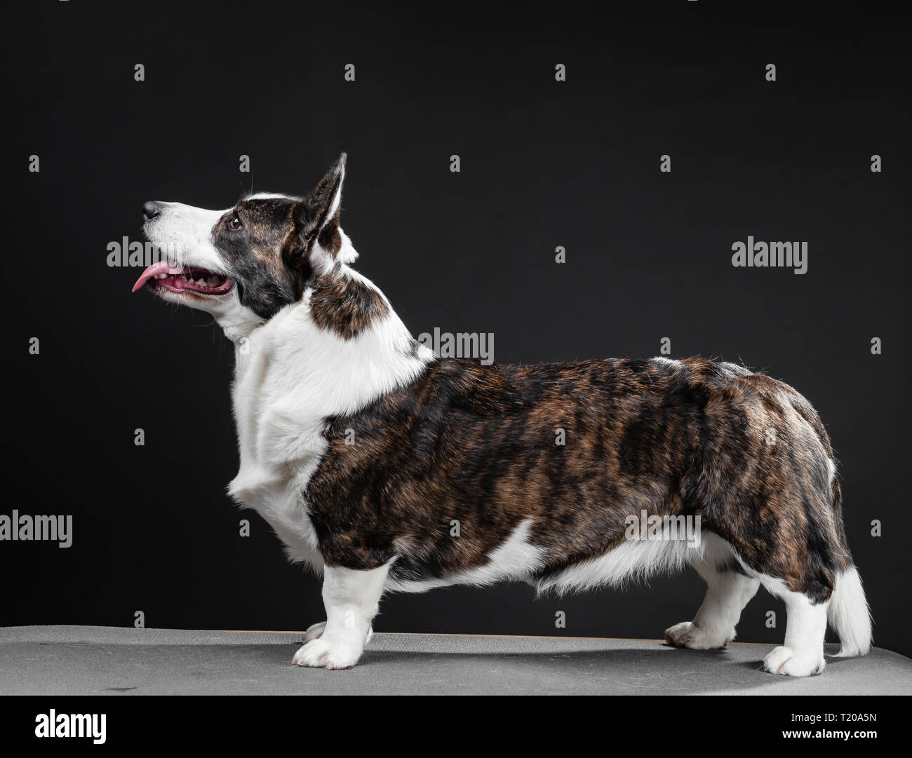 Beautiful corgi dog standing, side view, dark background, studio Stock ...