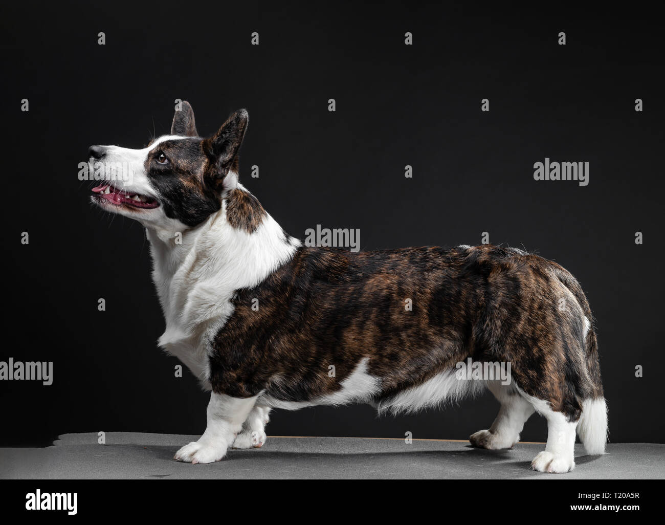 Beautiful corgi dog standing, side view, dark background, studio Stock ...
