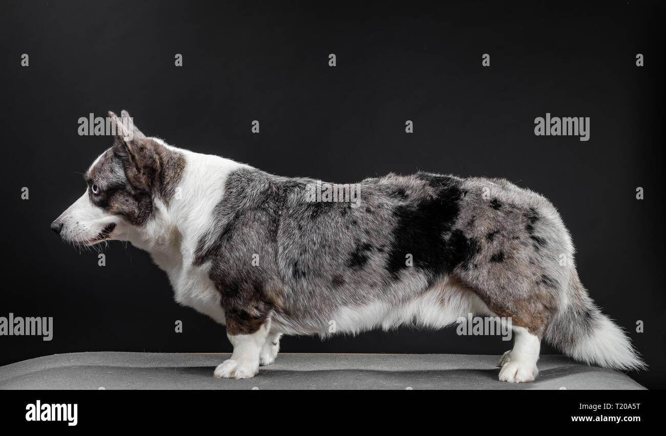 Beautiful corgi dog standing, side view, dark background, studio Stock ...