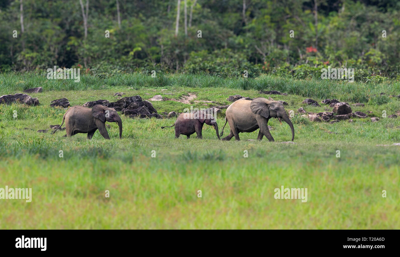 A group of Elephant in Gabon Stock Photo - Alamy