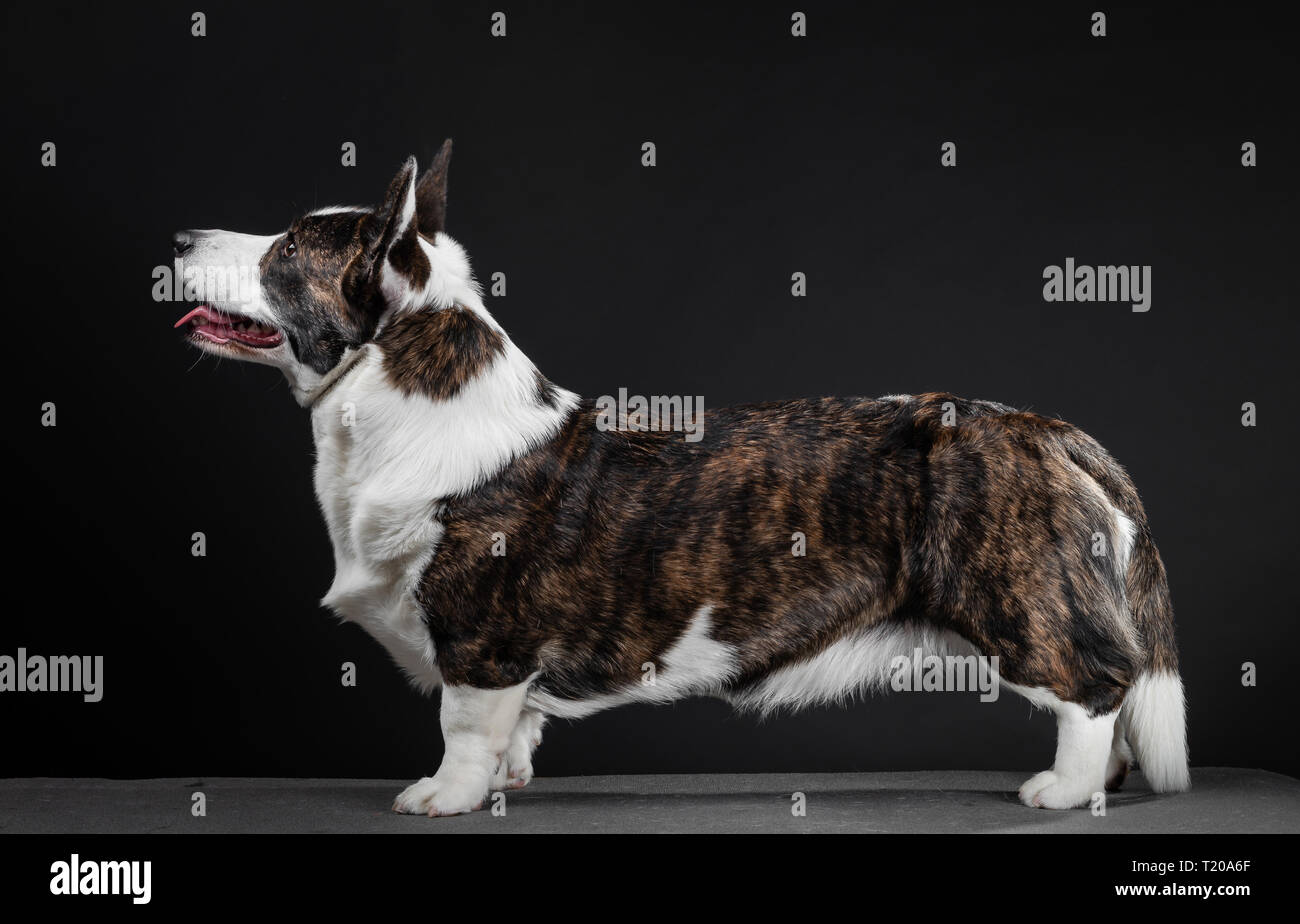 Beautiful corgi dog standing, side view, dark background, studio Stock ...