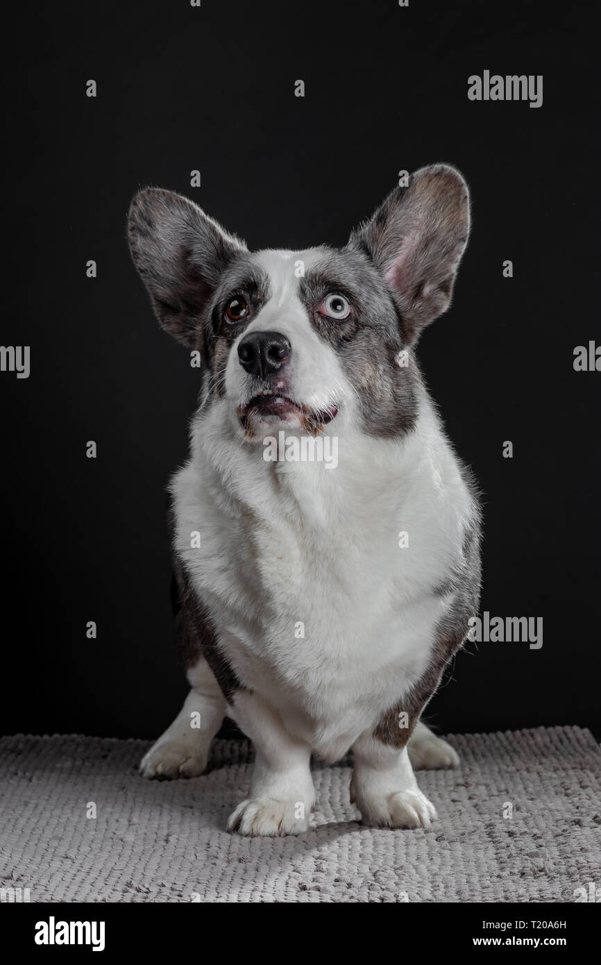 Beautiful grey corgi dog with different colored eyes closeup emotional ...