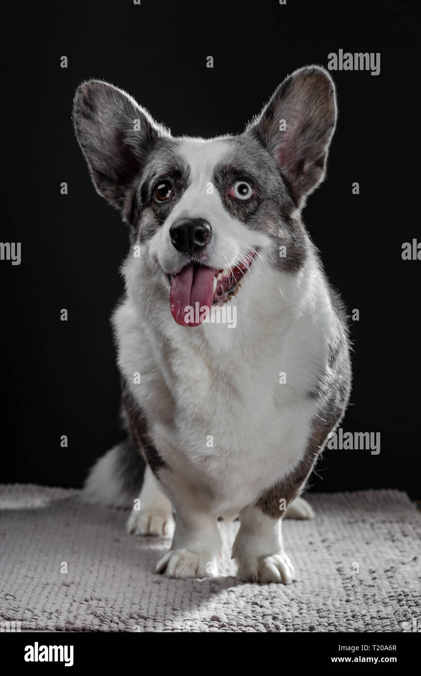 Beautiful grey corgi dog with different colored eyes closeup emotional ...