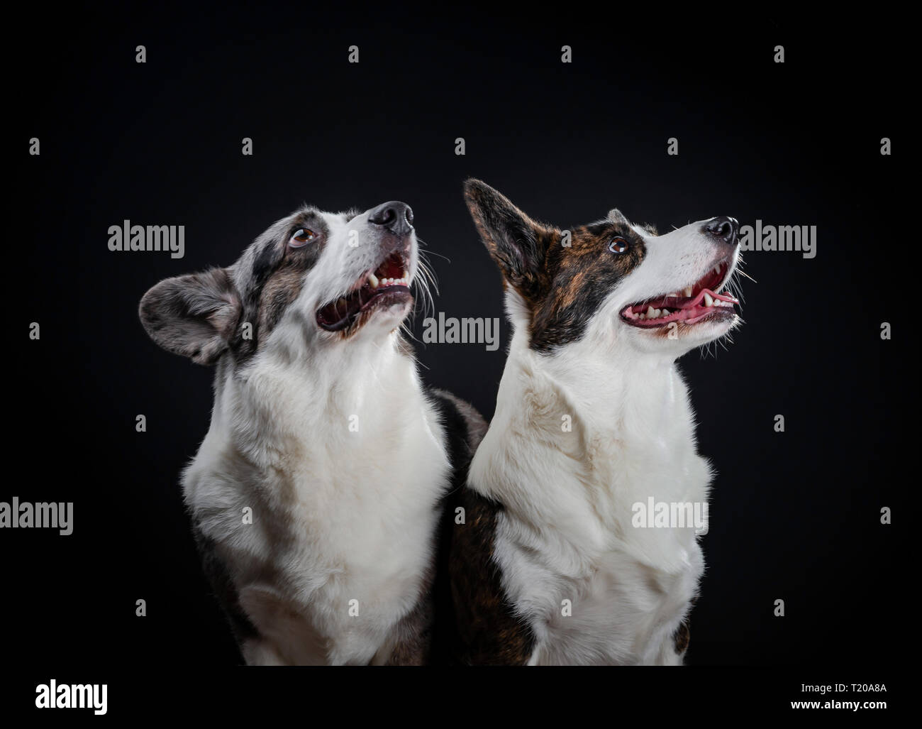 Where Are Welsh Grey Dogs Found