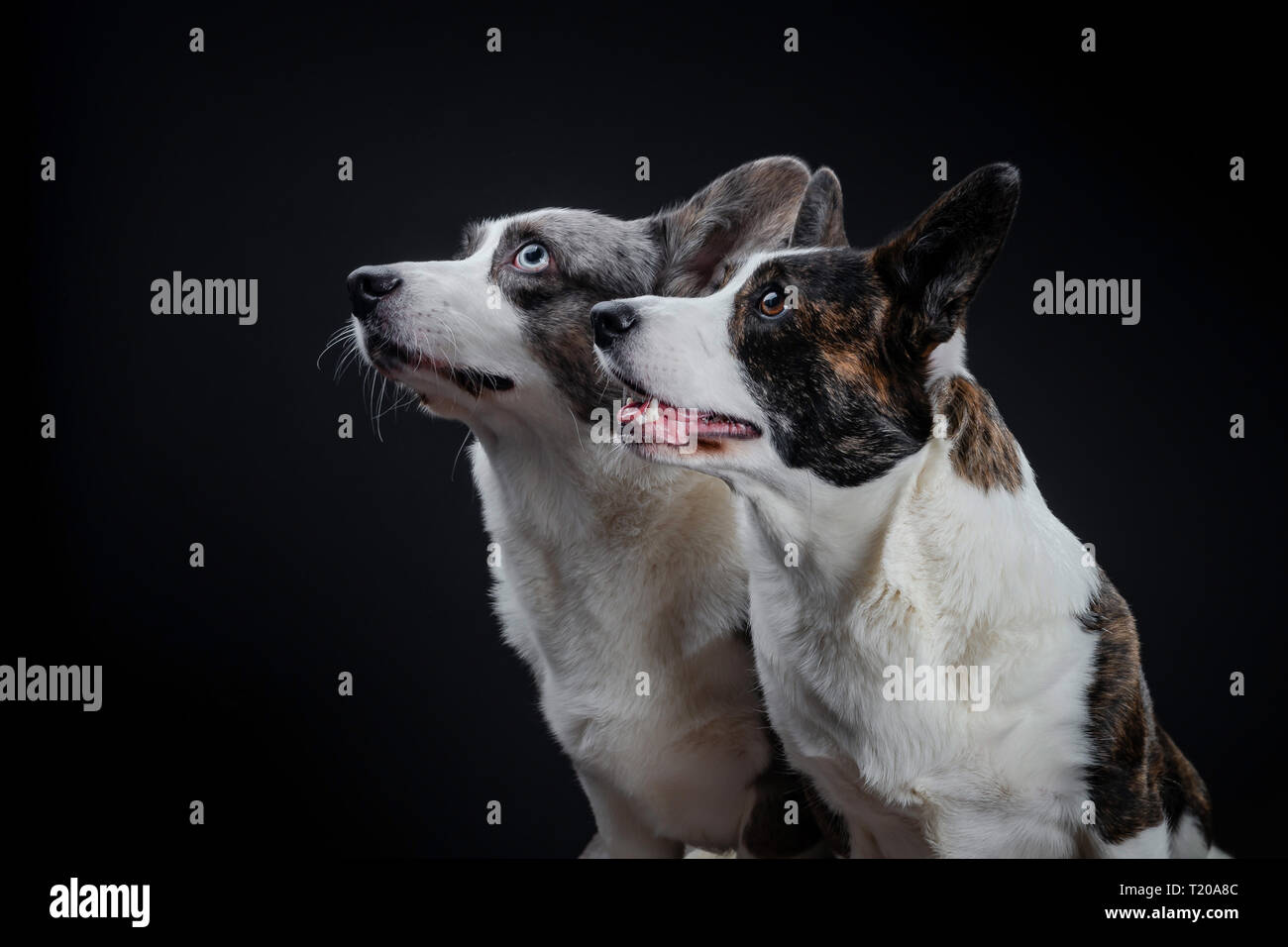 Two beautiful brown and grey corgi dogs posing in studio, isolated on ...