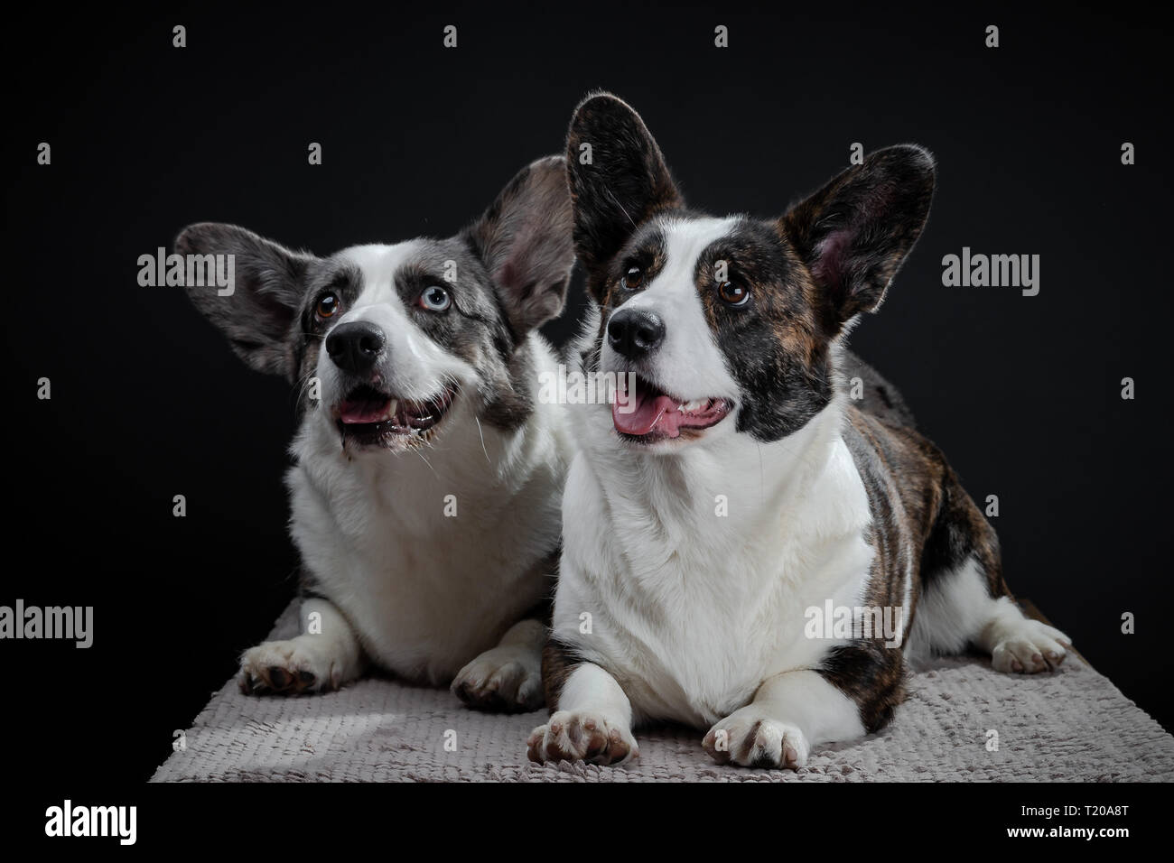 Two beautiful brown and grey corgi dogs posing in studio, isolated on ...