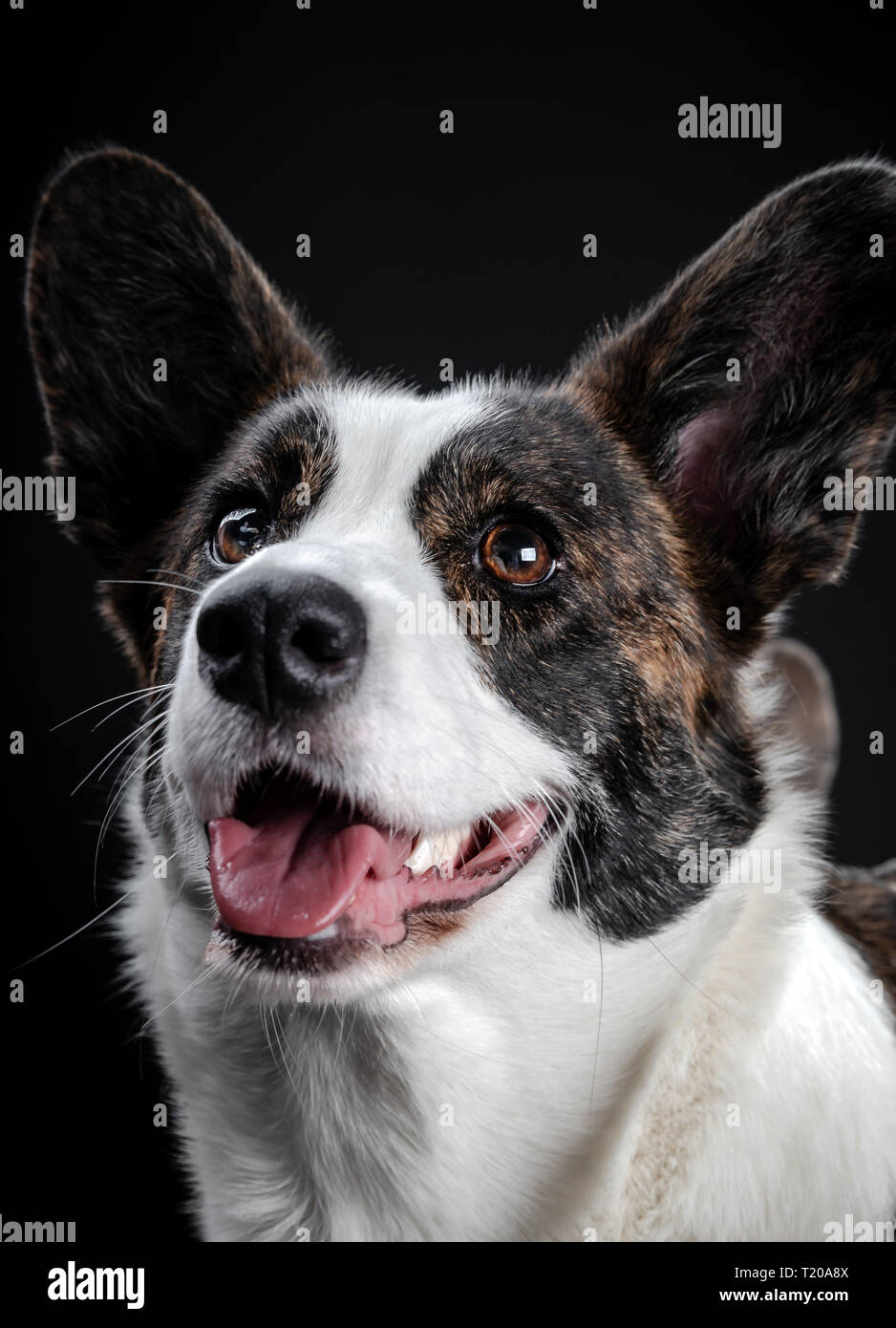 Beautiful brown corgi dog closeup emotional studio portrait Stock Photo ...
