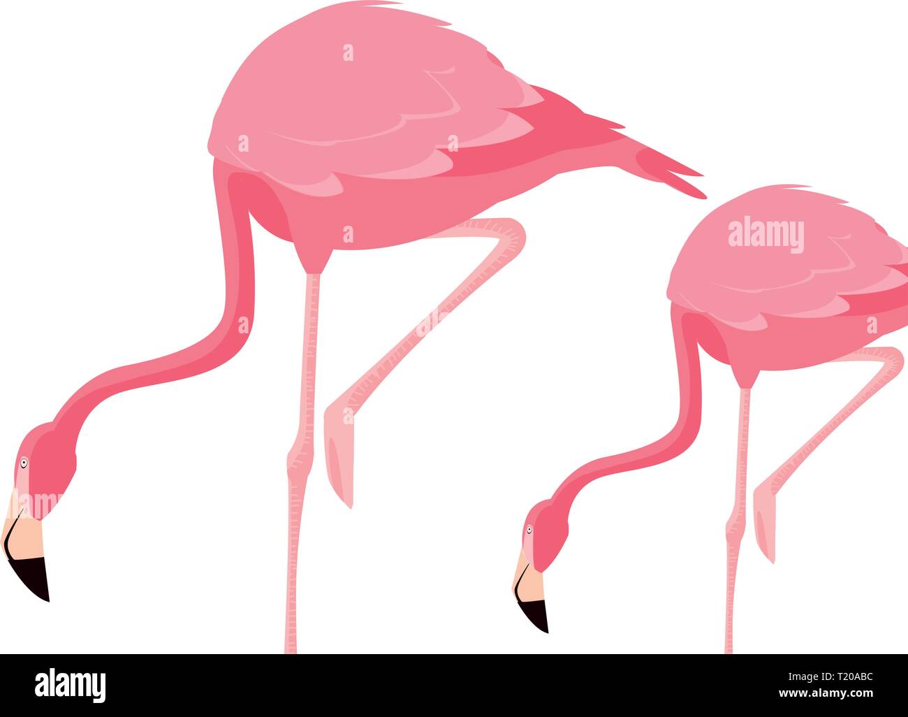 elegant flamingo birds couple vector illustration design Stock Vector ...