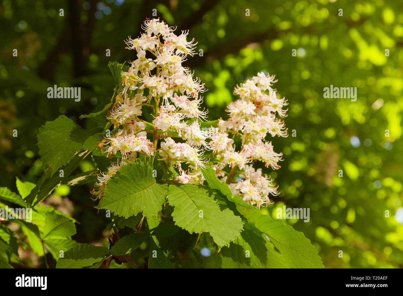 Flowers of chestnut trees in spring in the park Stock Photo - Alamy