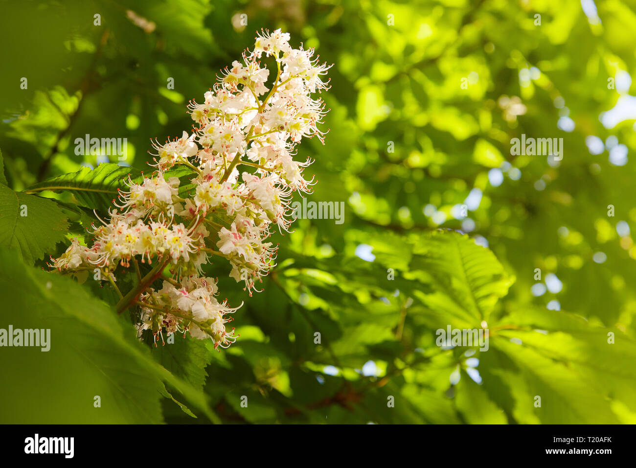 Flowers of chestnut trees in spring in the park Stock Photo - Alamy