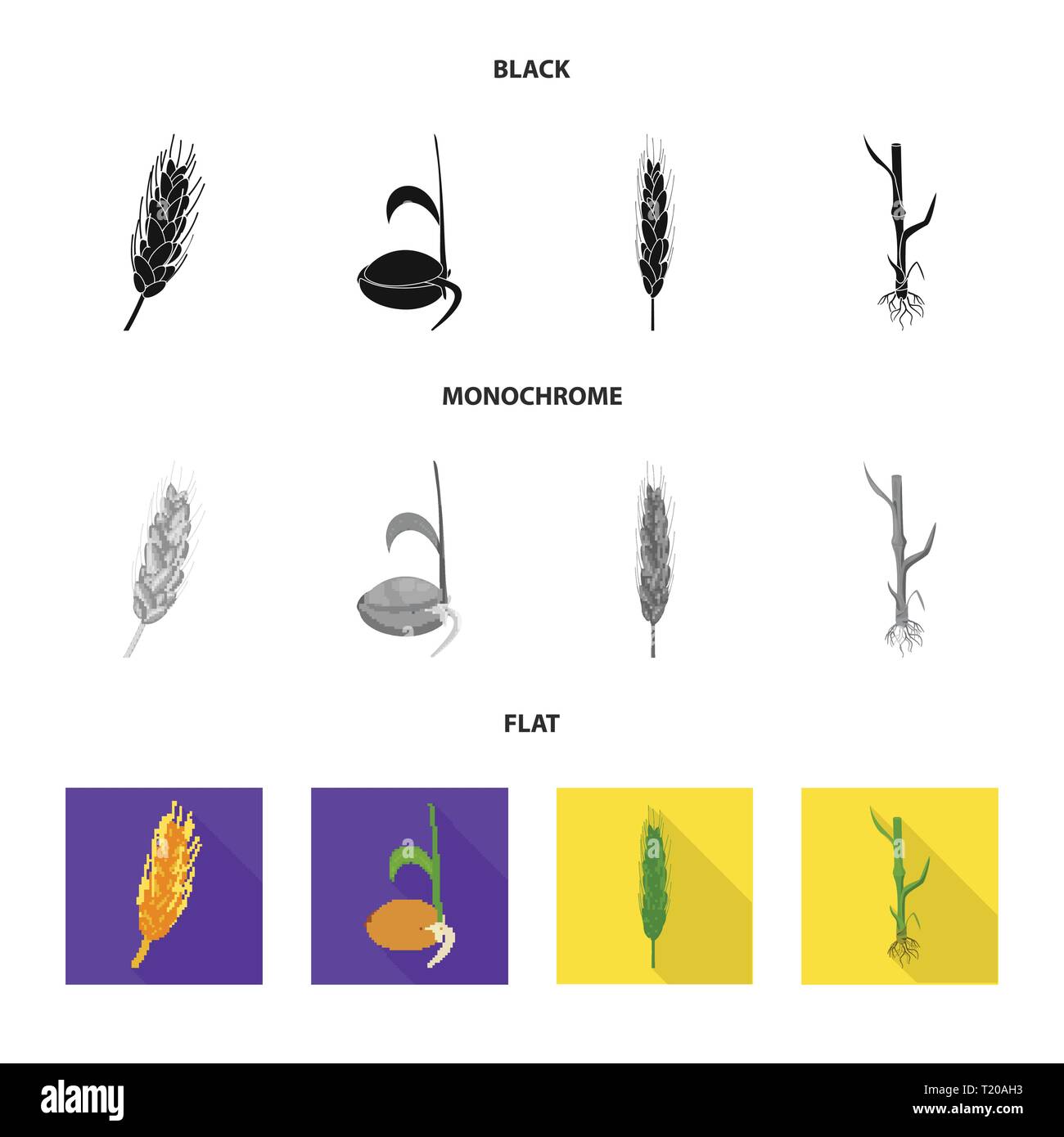 Evolution of corn Stock Vector Images - Alamy