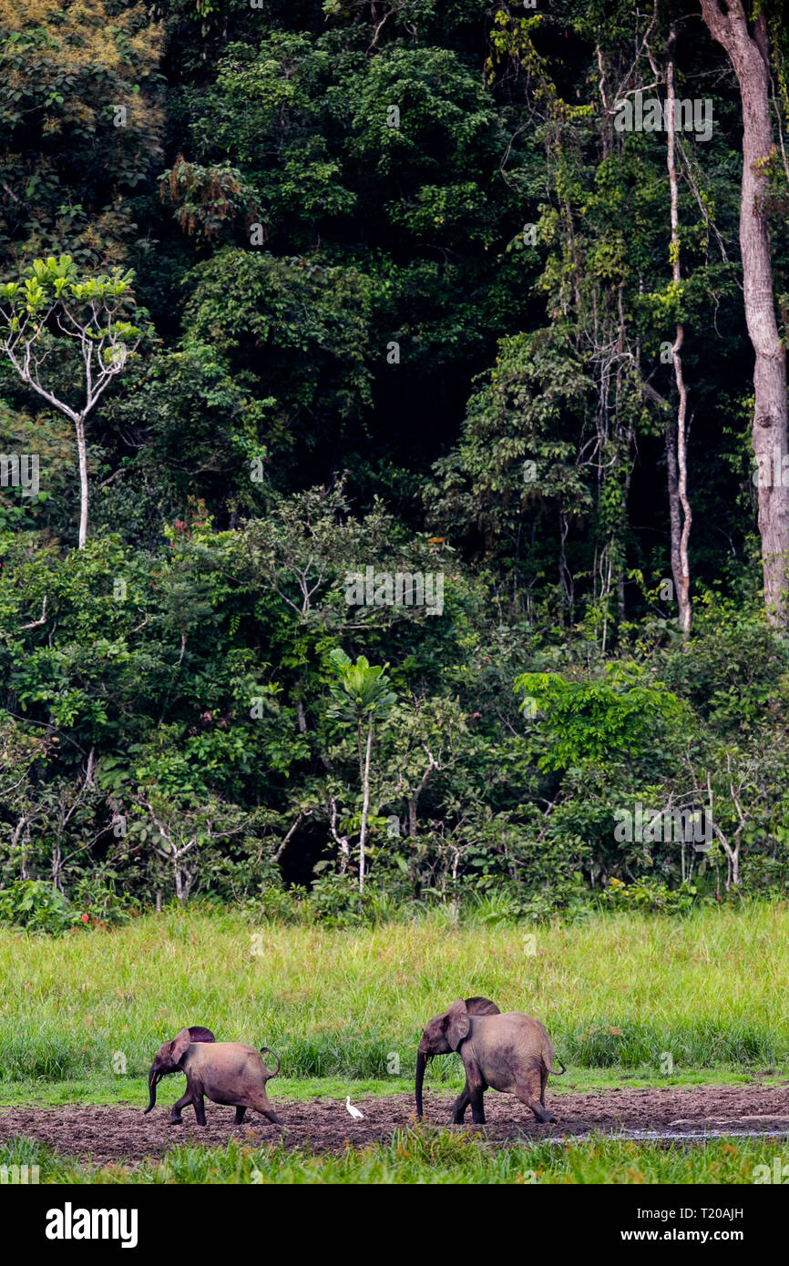 African forest elephant gabon hi-res stock photography and images - Alamy