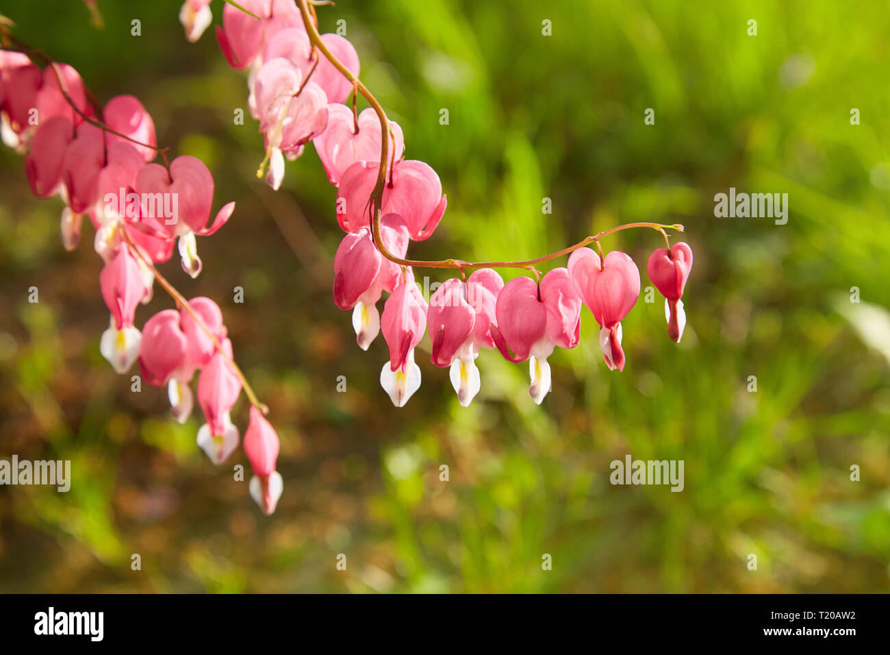 Bleeding hearts in garden hi-res stock photography and images - Alamy