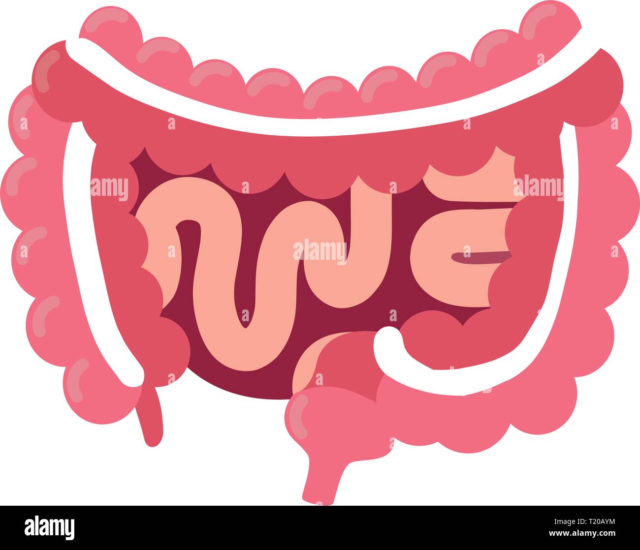 digestive system anatomy icon vector illustration design Stock Vector ...