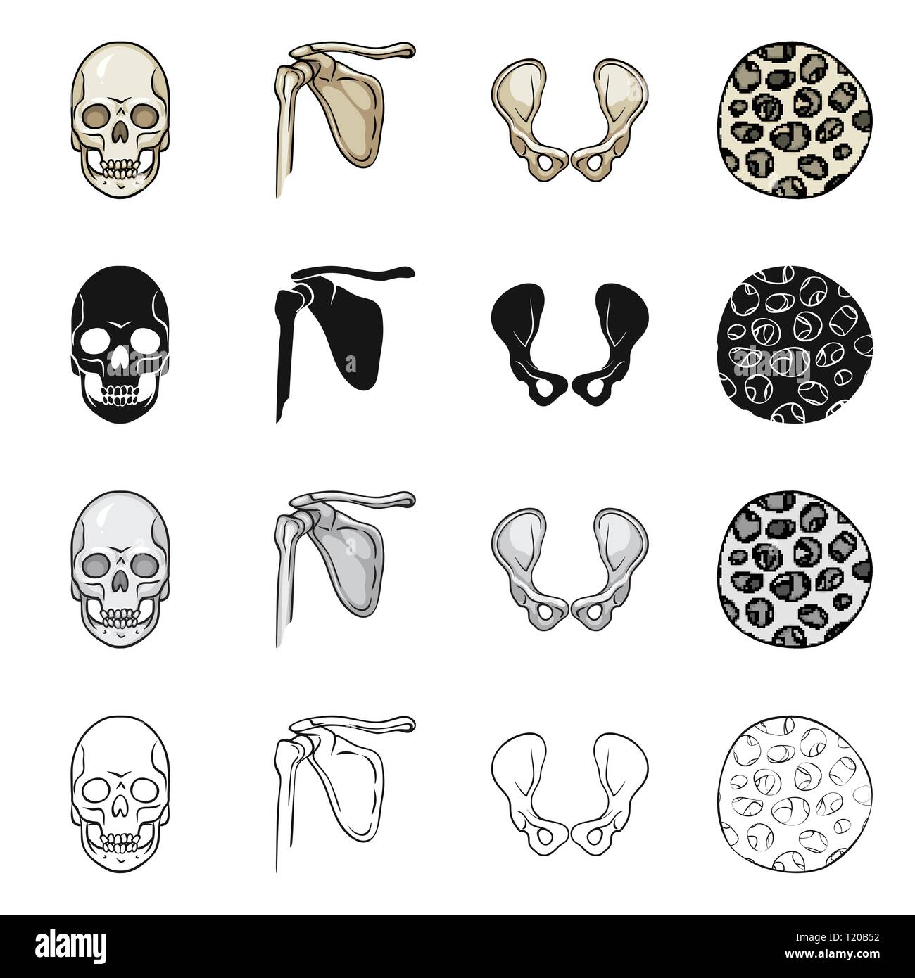 skull,femur,hip,fiber,death,pelvis,joint,healthy,monster,scientific ...