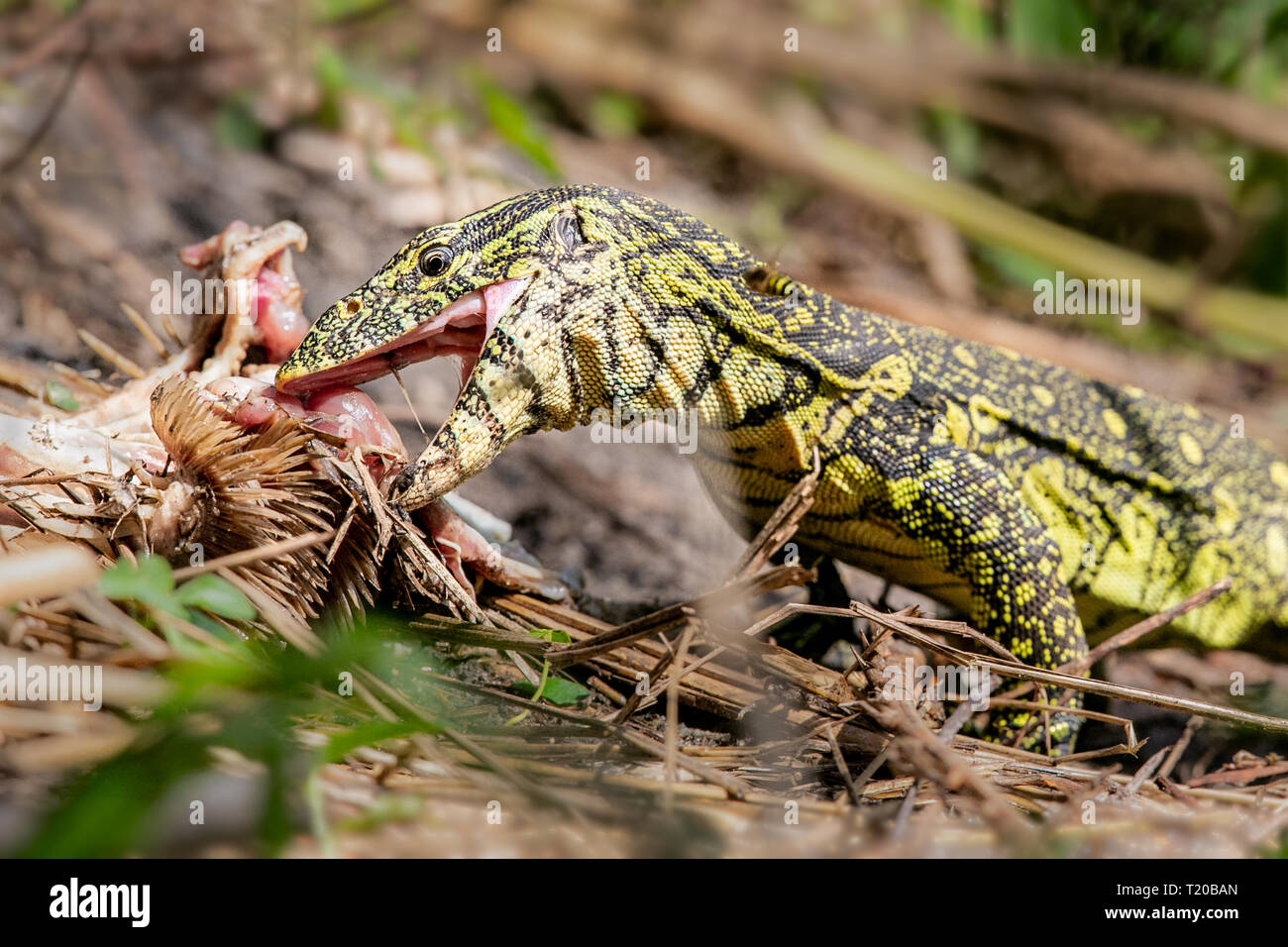 Monitor lizard eating hi-res stock photography and images - Alamy