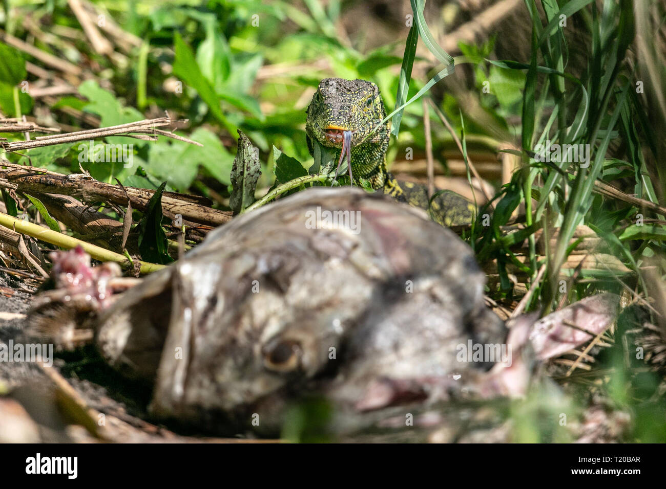 Monitor lizard eating hi-res stock photography and images - Alamy