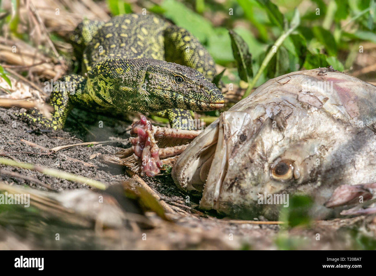 Monitor lizard eating hi-res stock photography and images - Alamy