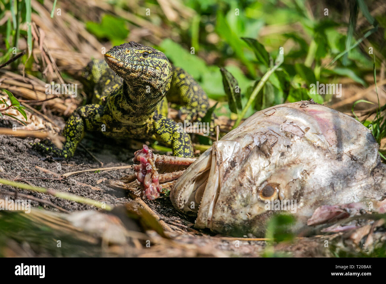 Monitor lizard eating hi-res stock photography and images - Alamy