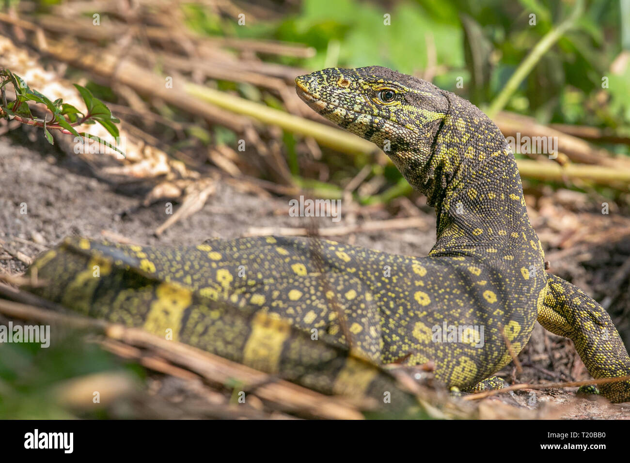 Monitor lizard mouth hi-res stock photography and images - Alamy