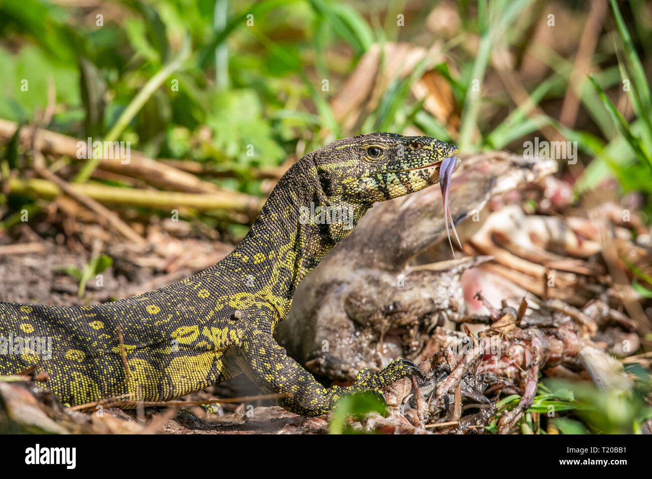 Monitor lizard eating hi-res stock photography and images - Alamy