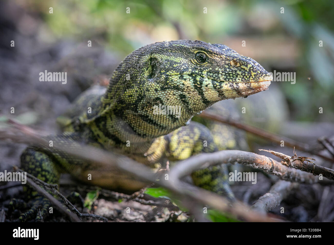 Ornate Monitor Lizard, Loango National Park, Gabon Stock Photo - Alamy