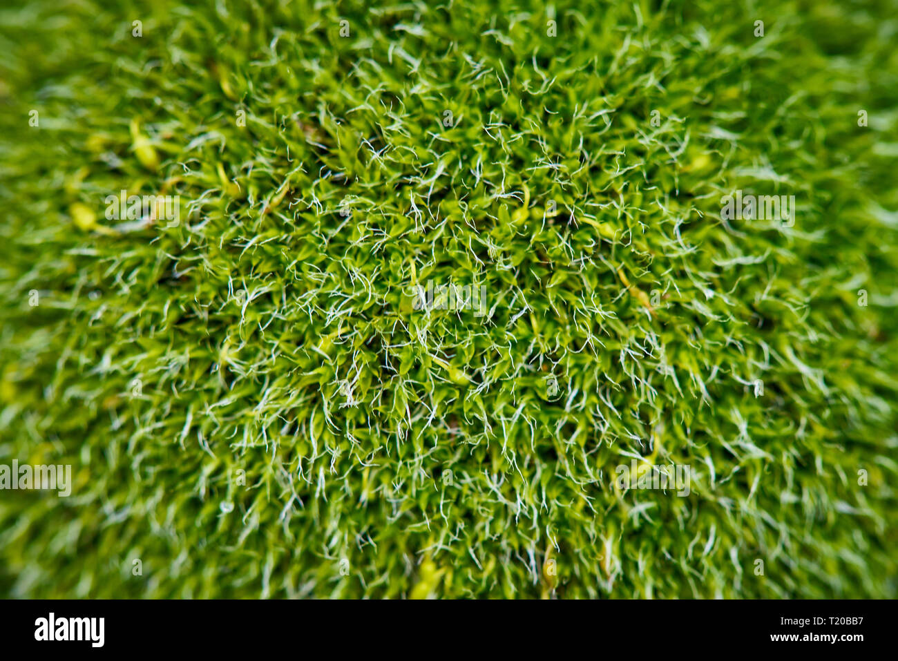 Background texture of green wet moss close-up Stock Photo - Alamy