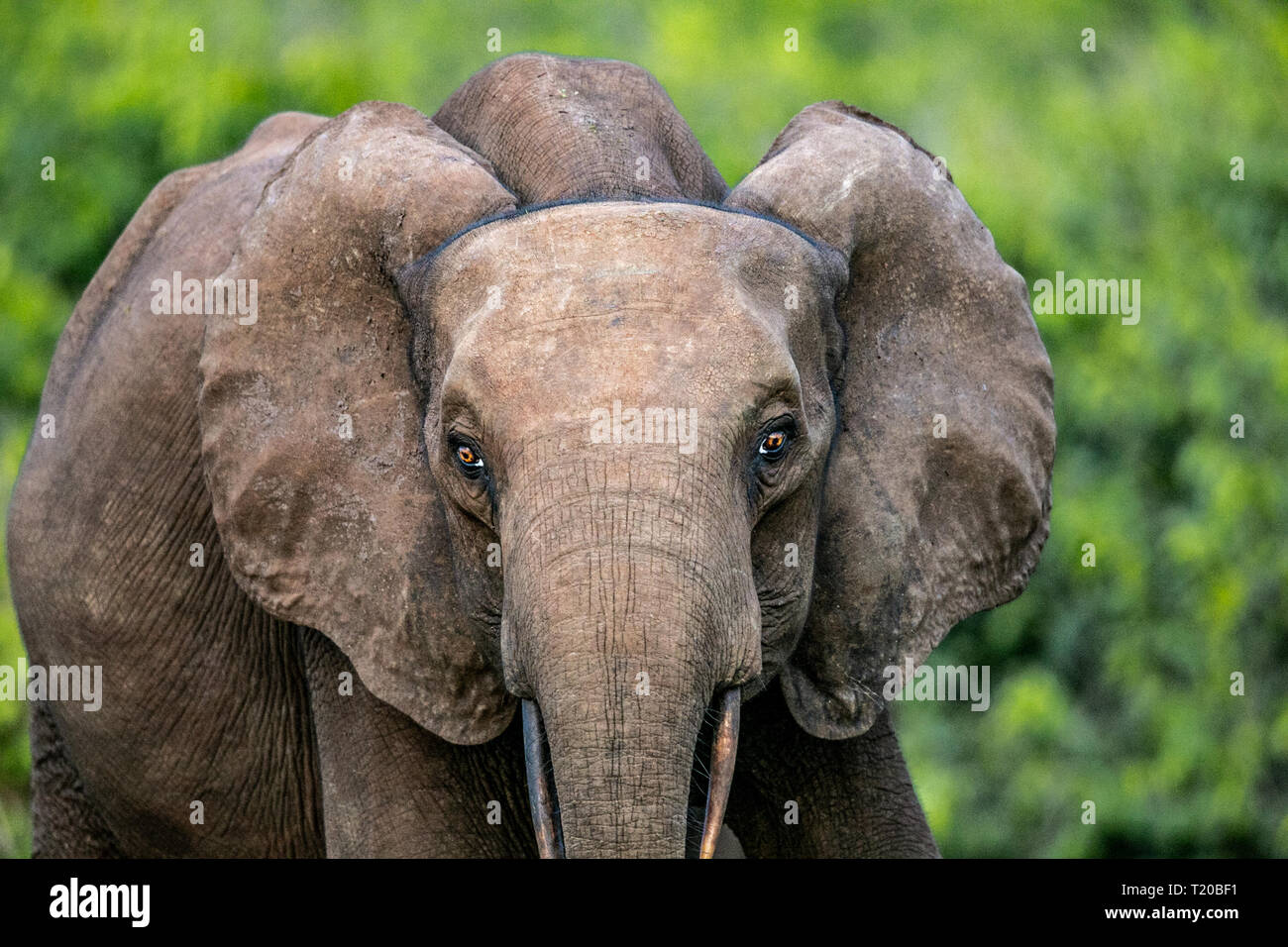 Elephants Eyes High Resolution Stock Photography and Images - Alamy