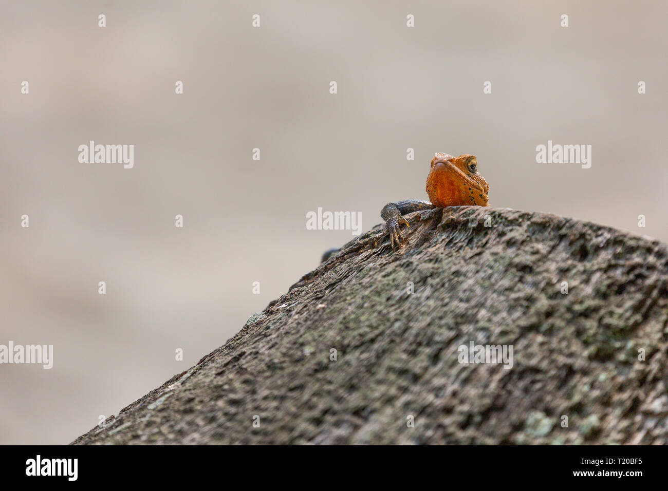 Red Headed Rock Agama, Gabon Stock Photo - Alamy