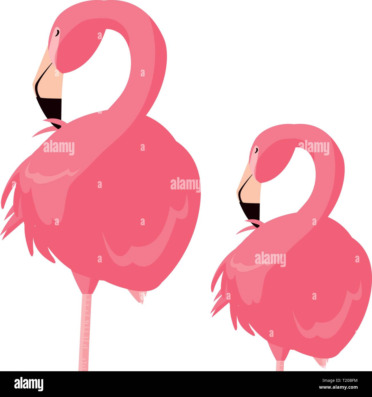 elegant flamingo birds couple vector illustration design Stock Vector ...