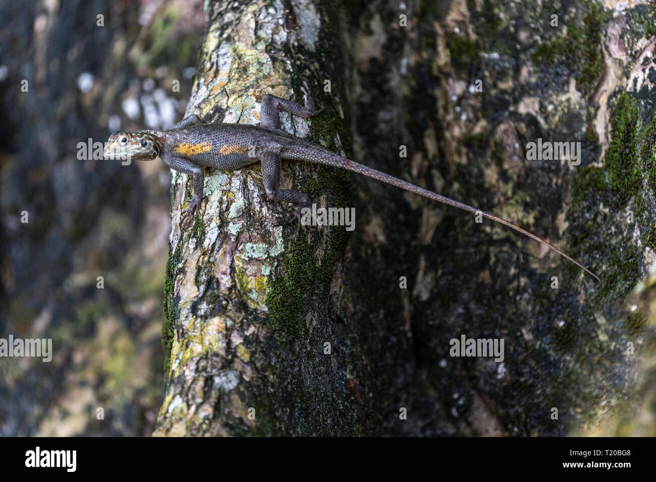 Female Common Agama, Gabon Stock Photo - Alamy