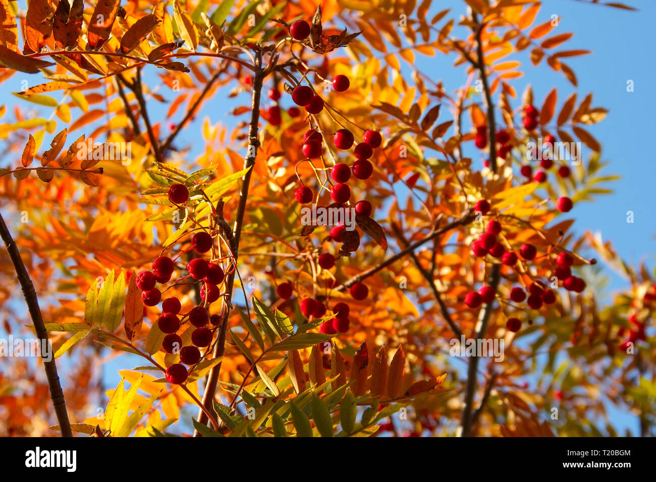 Autumn fruits of mountain ash. Close-up of branches with bright orange ...