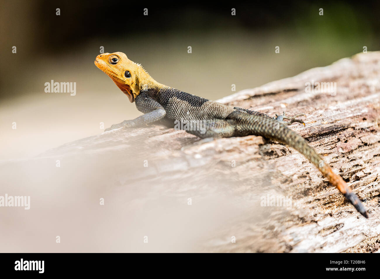 Red Headed Rock Agama, Gabon Stock Photo - Alamy