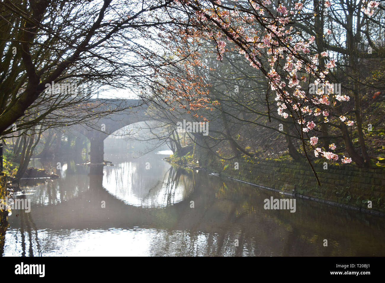 Cherry Blossom over the River Calder, Hebden Bridge, Calderdale, West ...